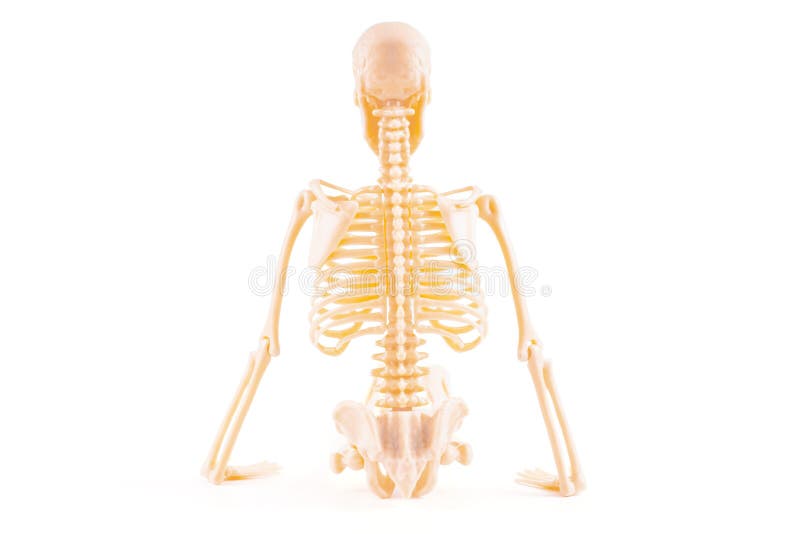 Realistic Human Skeleton Model Isolated on White Background Stock Photo ...