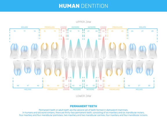 Realistic Human Teeth Infographics Stock Vector - Illustration of ...