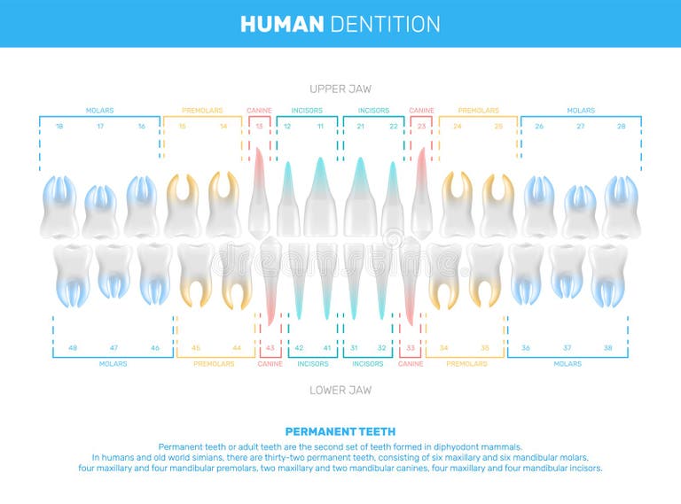 Realistic Human Teeth Infographics Stock Vector - Illustration of ...