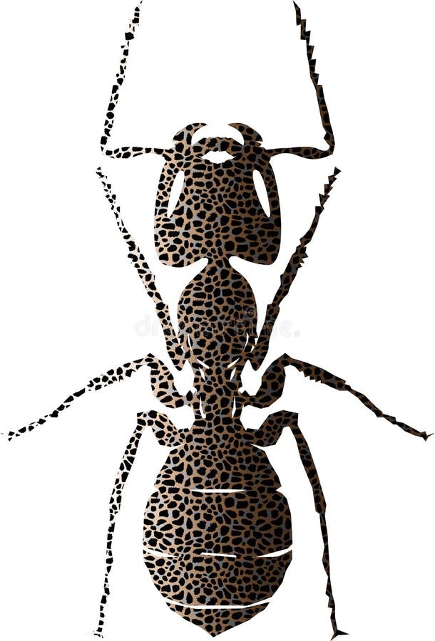 Ant Top View Stock Illustrations – 266 Ant Top View Stock Illustrations ...