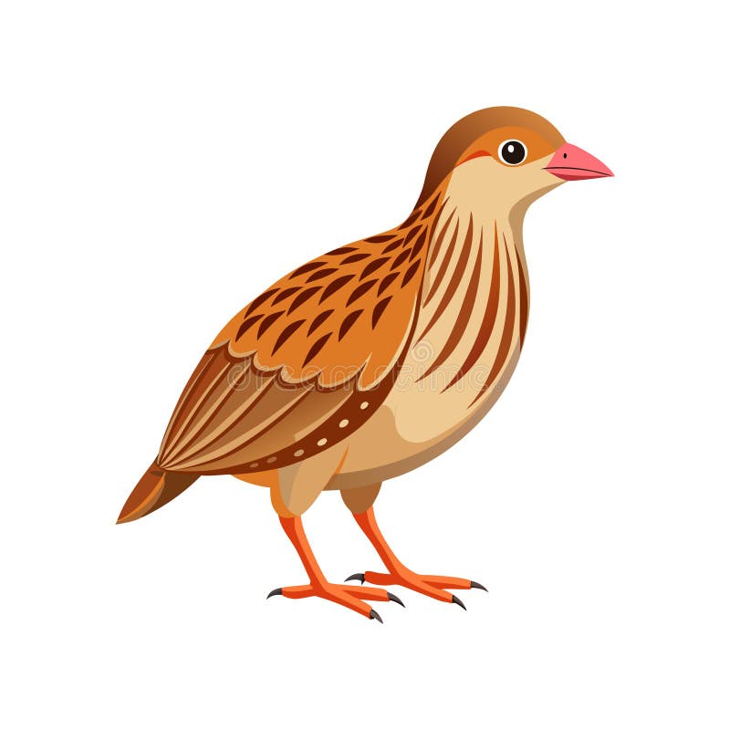 Corncrake Bird Realistic Illustration Stock Image - Illustration of ...