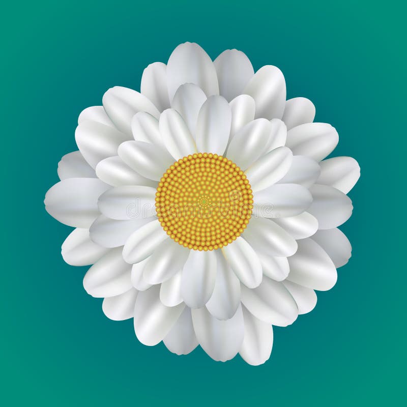 Realistic Illustration of a Daisy. Stock Vector - Illustration of ...