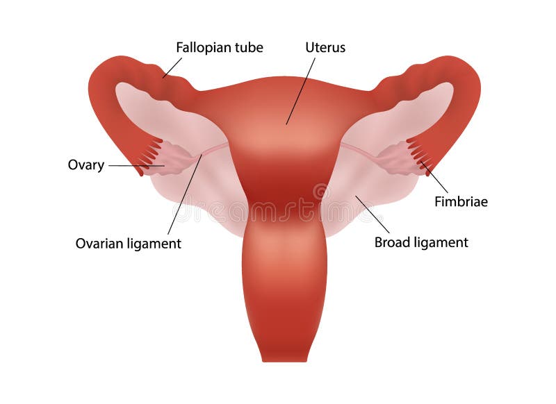 Realistic Illustration Of Female Human Reproductive System On White