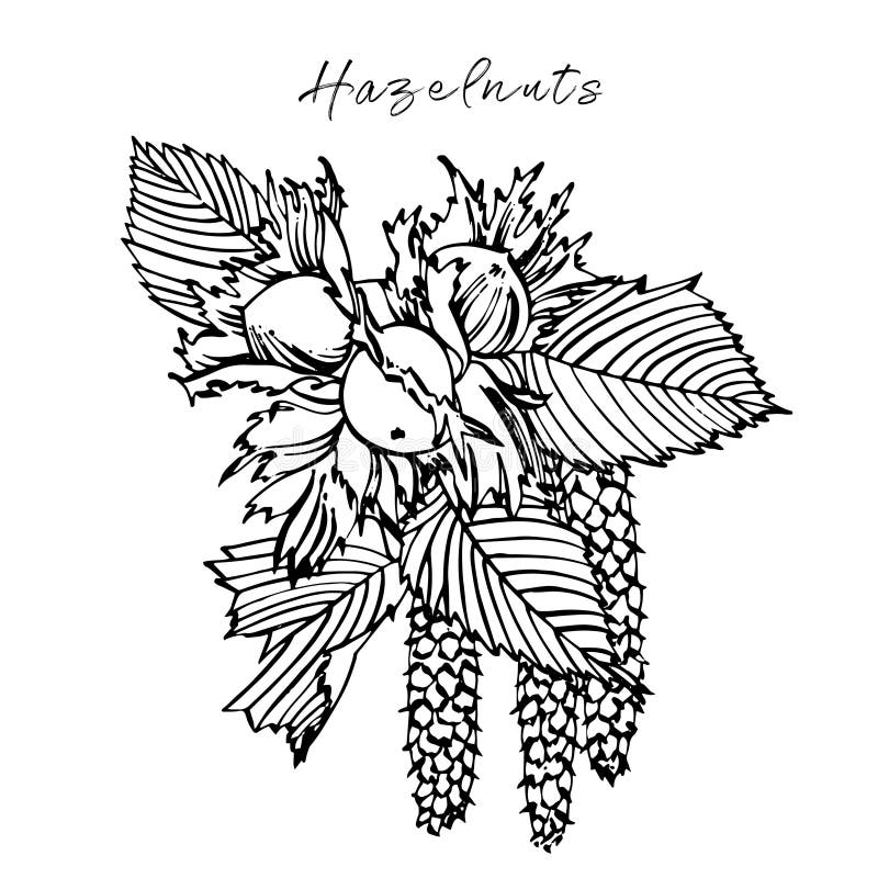 Realistic Illustration of Hazelnuts. Set of Graphic Hazelnuts Elements ...