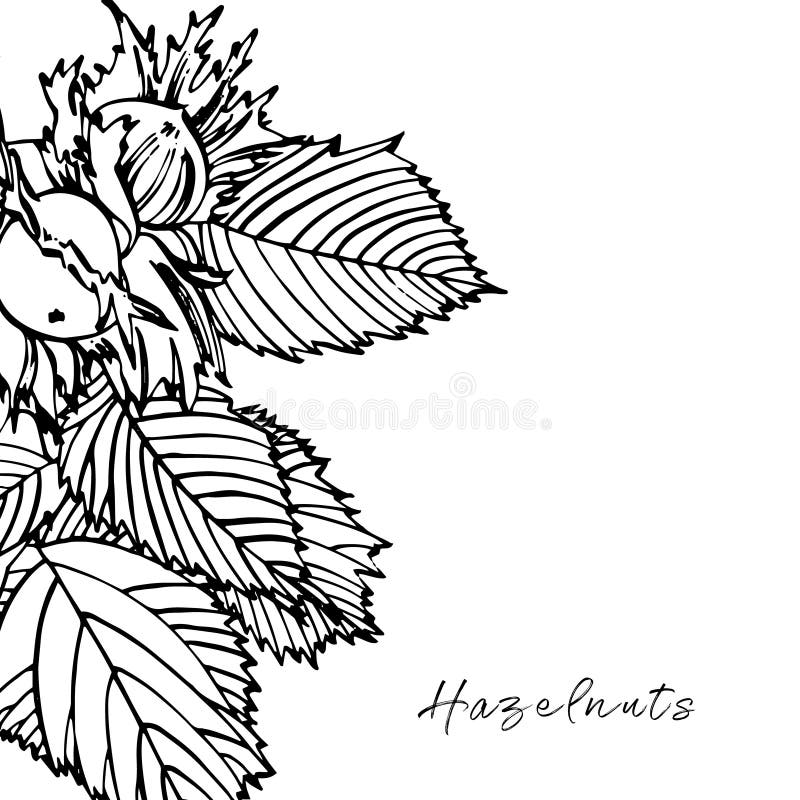 Realistic Illustration of Hazelnuts. Set of Graphic Hazelnuts Elements ...