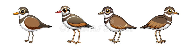 Killdeer Bird Realistic Illustration Stock Vector - Illustration of ...