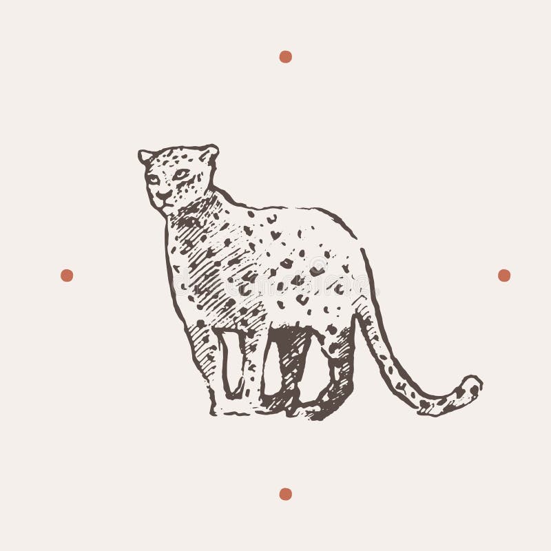Realistic Illustration of Leopard. Drawn a Vector Stock Vector ...