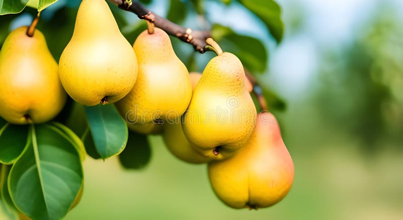 Realistic Illustration of a Pear Tree Full of Pears Stock Illustration ...