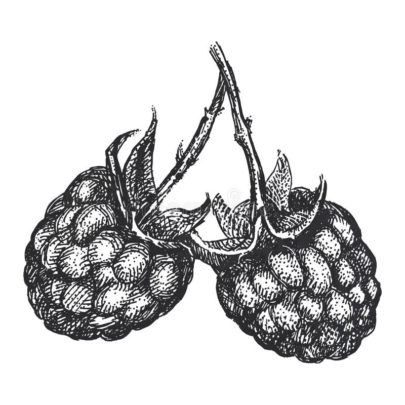 Raspberry Illustration Vintage