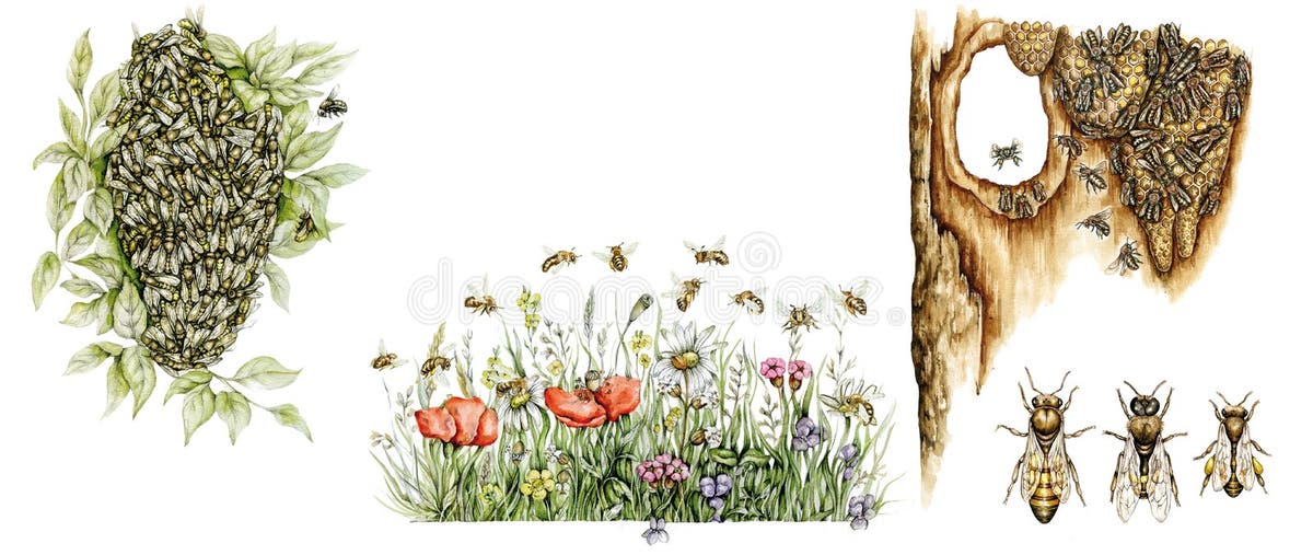 Realistic Flying Honey Bee Stock Illustrations – 759 Realistic Flying ... Realistic Flying Honey Bee Stock Illustrations – 759 Realistic Flying ...