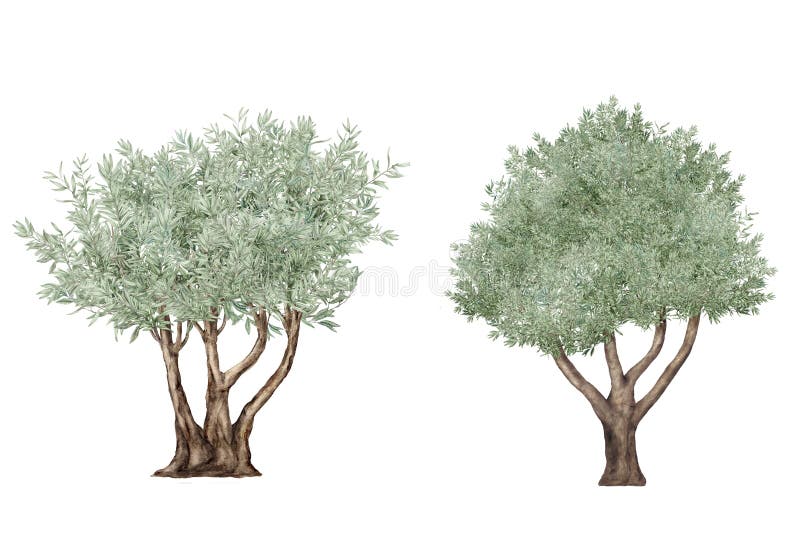Olive Illustration, Hand Drawn Botanical Set of Olive Stock ...