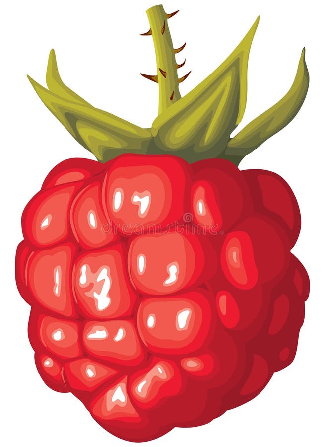 Ripe raspberry stock vector. Illustration of raspberry - 18778545