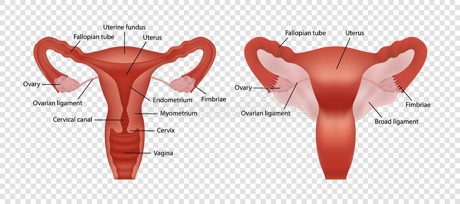 Diagram Of Female Human Reproductive System With Names Of Organs On