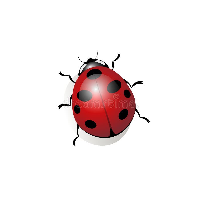 Realistic Ladybug White Stock Illustrations – 584 Realistic Ladybug ...