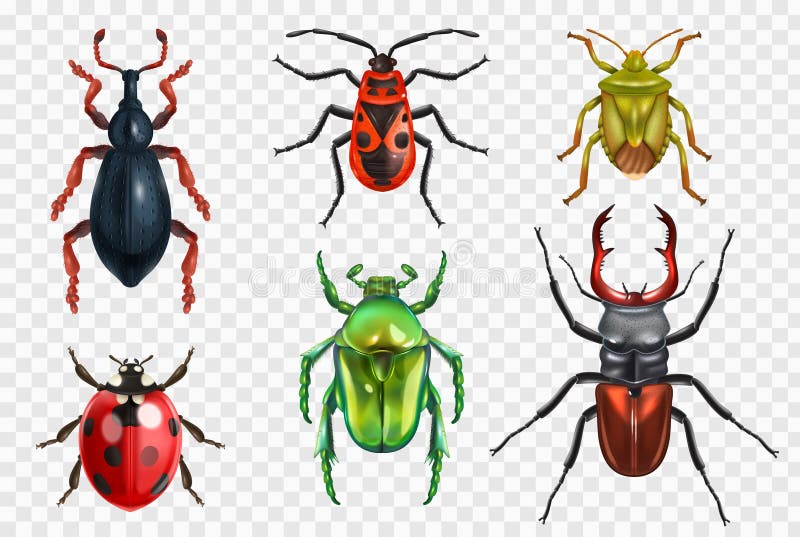 Realistic Insect Beetle Set Stock Vector - Illustration of object, cute ...