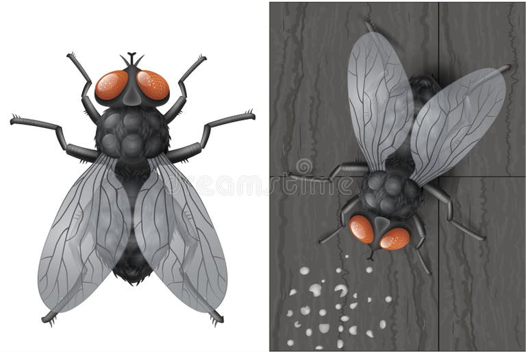 Realistic Insect Fly in Vector Stock Vector - Illustration of viruses ...