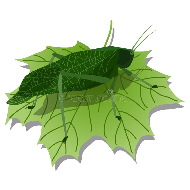 Katydid Stock Illustrations – 124 Katydid Stock Illustrations, Vectors ...