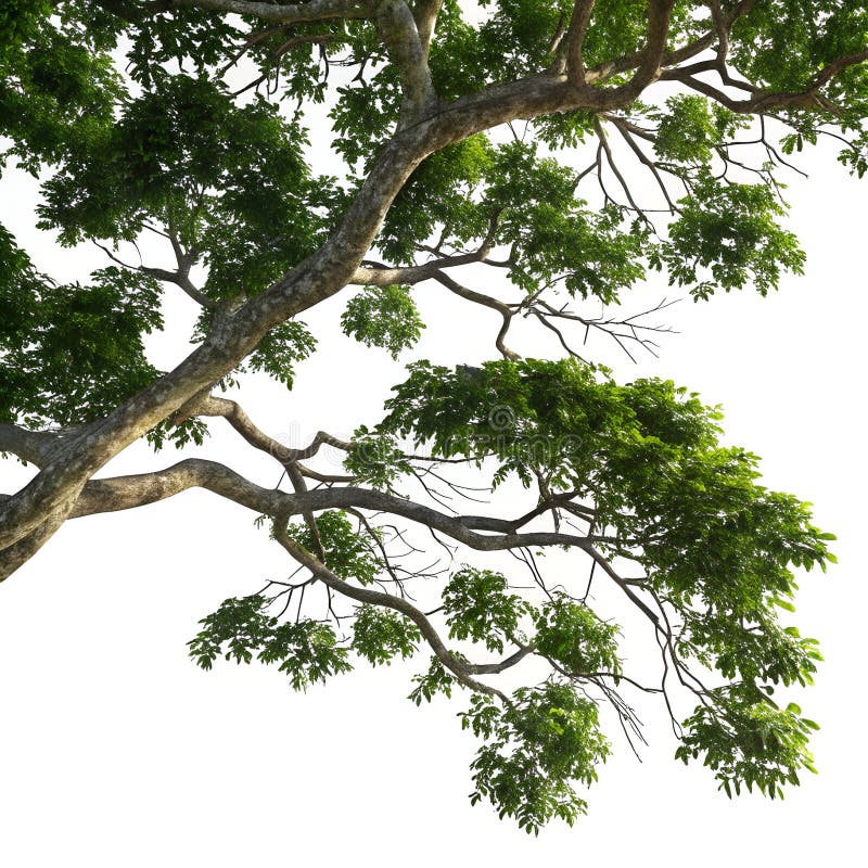 Realistic Jungle Tree Branches Shade Isolated on White Background Stock ...
