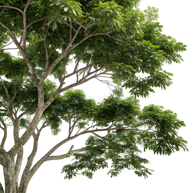 Realistic Jungle Tree Branches Shade Isolated on White Background Stock ...