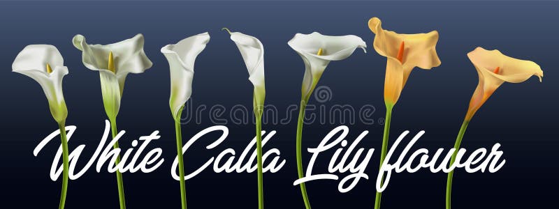 Realistic Kala Flower. for Design of Leaflets, Banners. Colorful ...