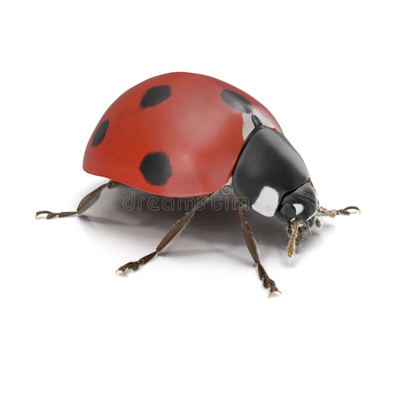 Realistic Ladybug Stock Illustrations – 921 Realistic Ladybug Stock ...