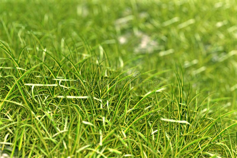 Realistic Lawn with Green Grass Render 3d Stock Illustration ...