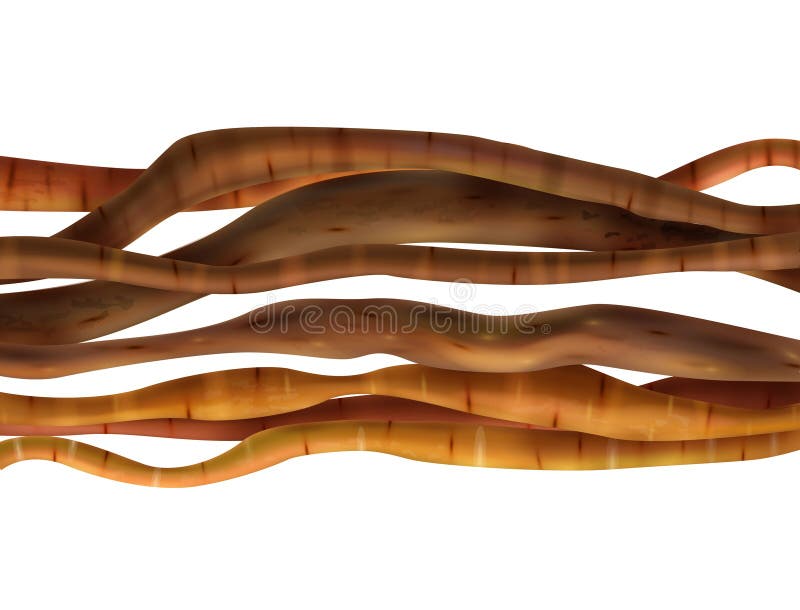 Realistic Liana Jungle Horizontal Poster with Editable Text and Frame ...