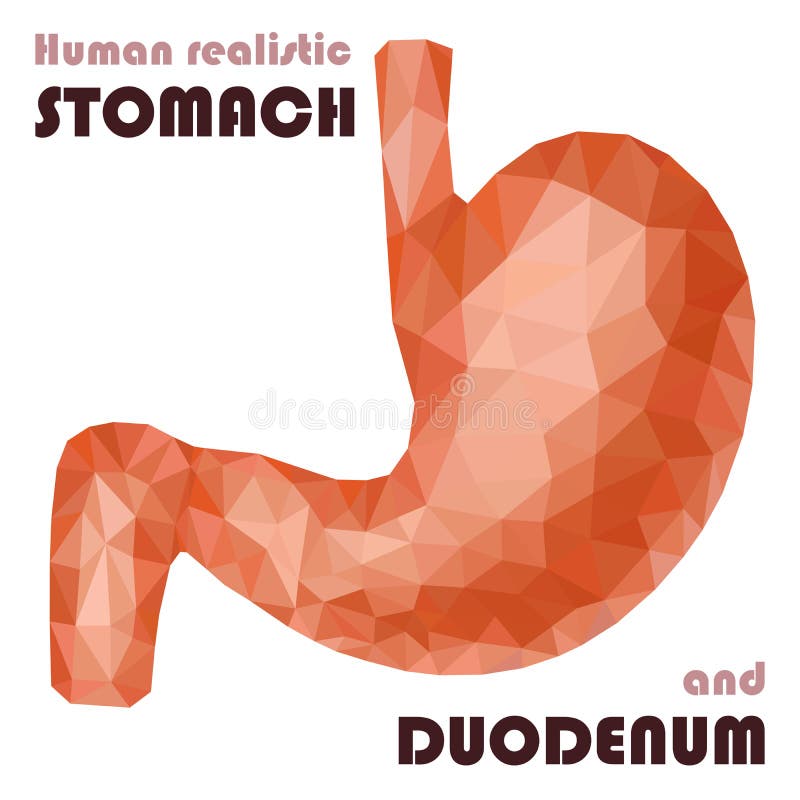 Realistic Low Poly Human Stomach and Duodenum. Healthy Digestive Stock ...