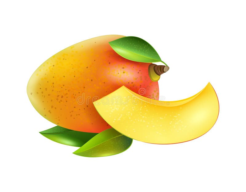 Realistic Mango Illustration Stock Illustration - Illustration of ...