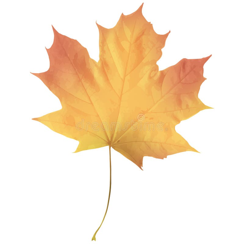 Realistic Maple Leaf Isolated on White Background Stock Vector ...