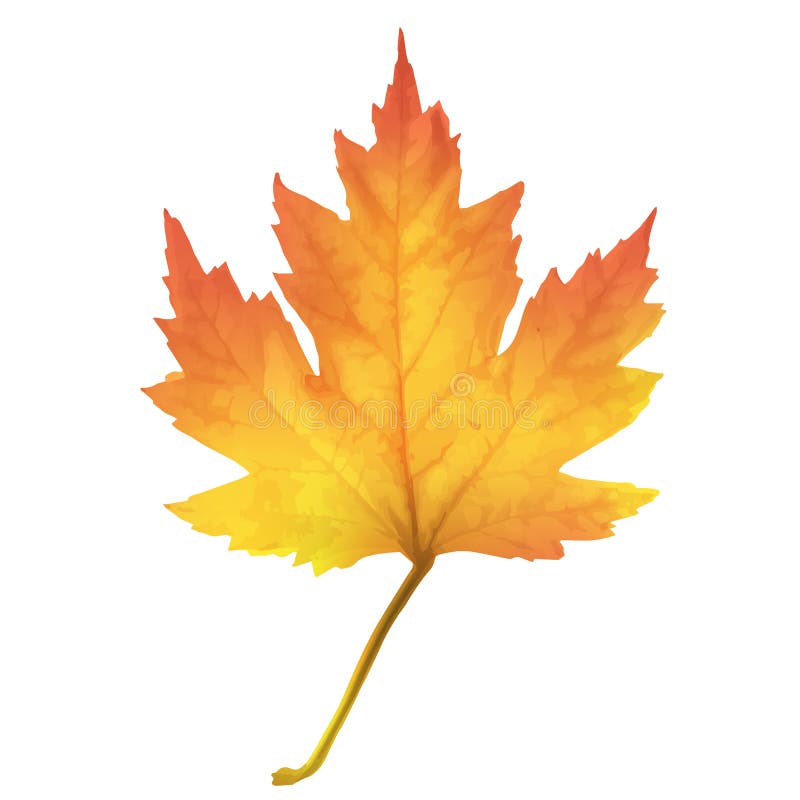 Realistic Maple Leaf Isolated on White Background Stock Vector ...
