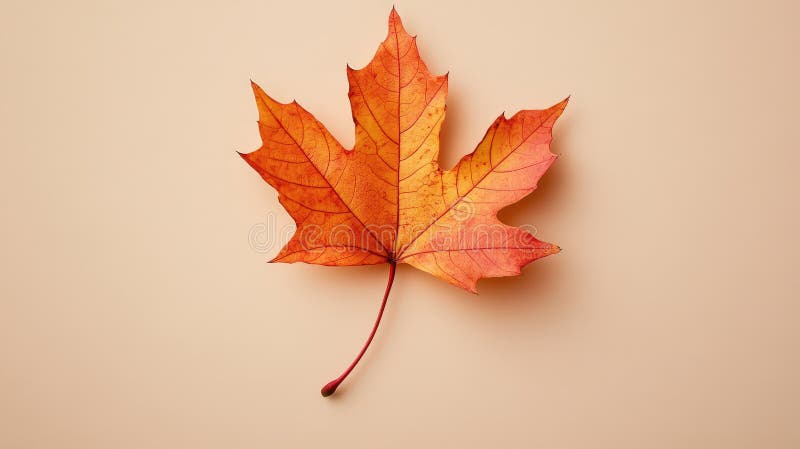 Realistic Maple Leaf Placed on Beige Background with Fall Colors Stock ...