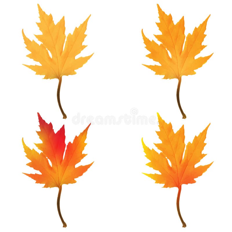 Realistic Maple Leaves Isolated on White Background Stock Vector ...