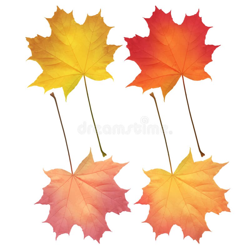 Realistic Maple Leaves Isolated on White Background Stock Vector ...