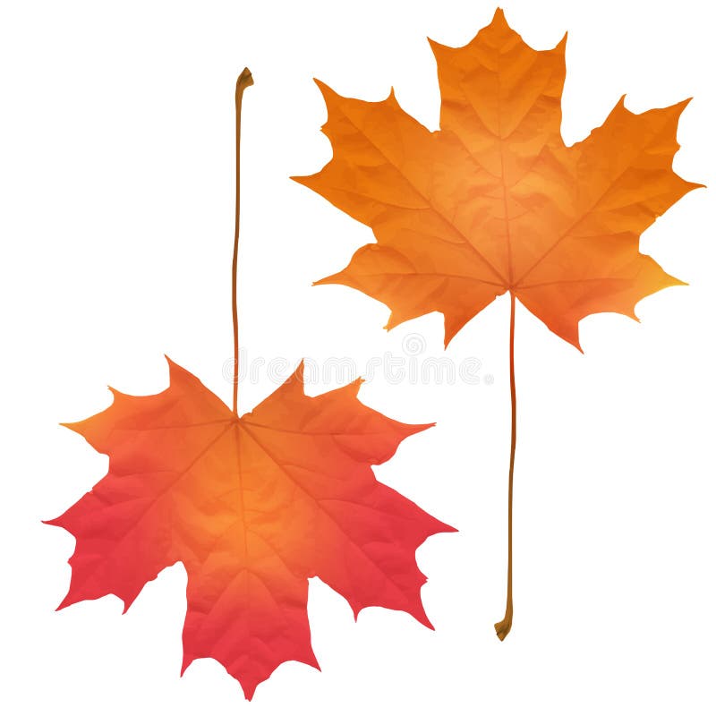 Realistic Maple Leaves Isolated on White Background Stock Vector ...