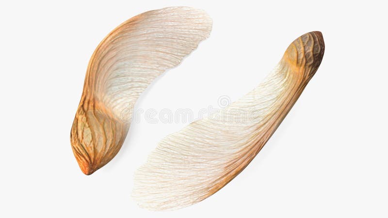 Realistic Maple Seed Helicopter Wing Design Concept Stock Photo - Image ...