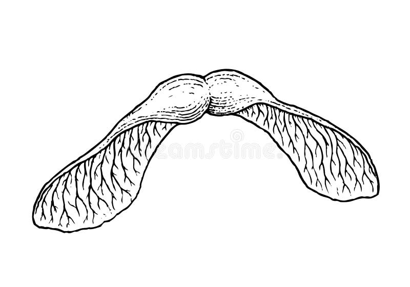 Realistic Hand Drawn Maple Seed Vector Illustrator Stock Vector ...