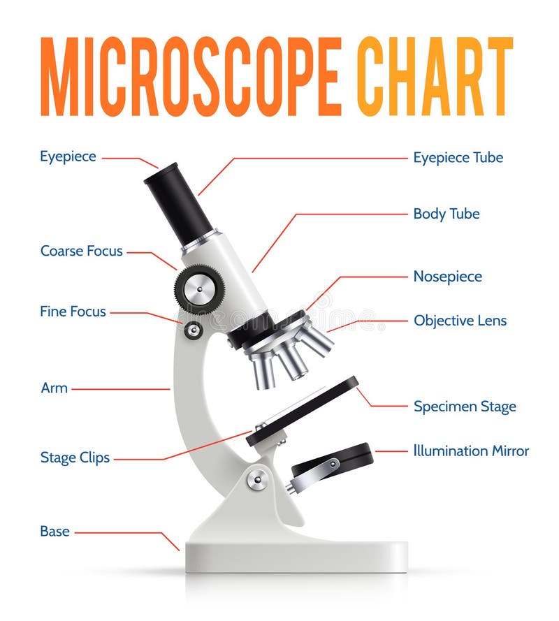 Realistic Microscope Parts Infographic Presentation Chart Stock Vector ...