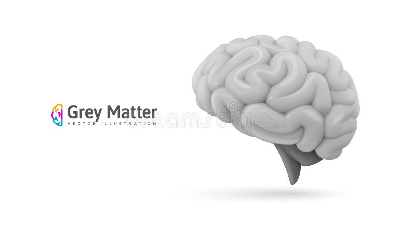 Realistic Monochrome Human Brain with Grey Matter on White Background ...
