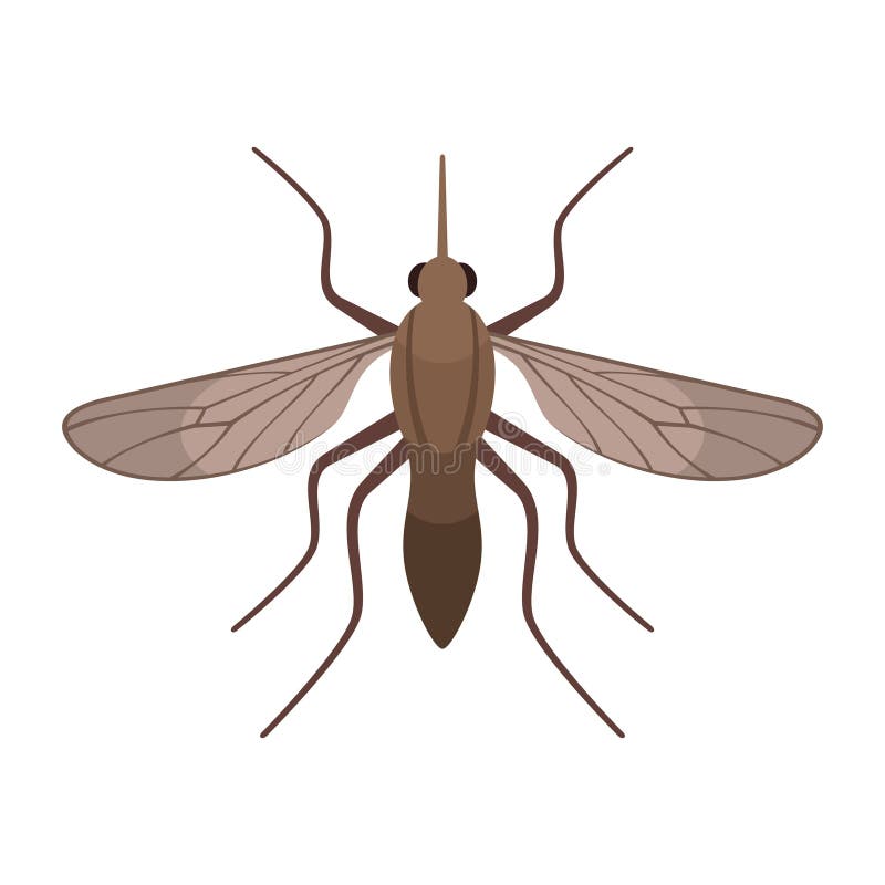 Realistic Mosquito Insect Flat Style Vector Illustration Stock Vector ...