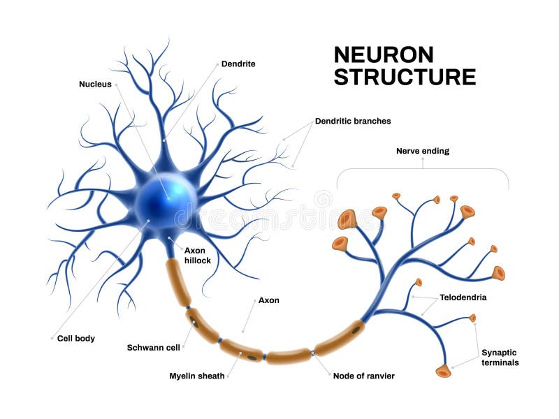 Realistic Neuron Anatomy stock vector. Illustration of medicine - 251729186