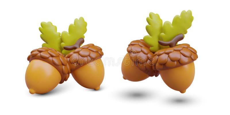 Realistic Oak Tree Fruit with Shadow in Different Positions Stock ...