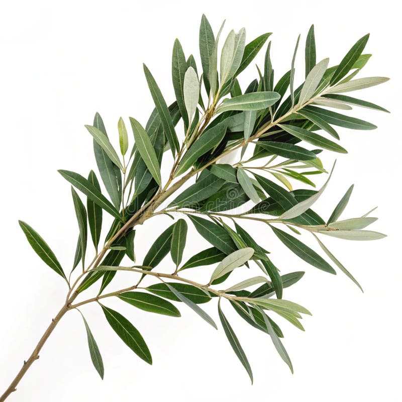 Realistic Olive Branches with Leaves on White Background Stock ...