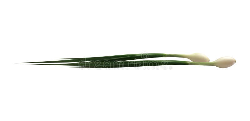Scallions Plant Stock Illustrations – 212 Scallions Plant Stock ...