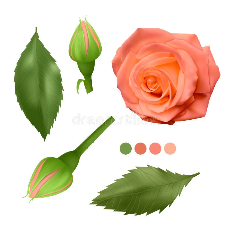 Realistic Orange Rose on White Background, Leaves, Bud and an Open ...