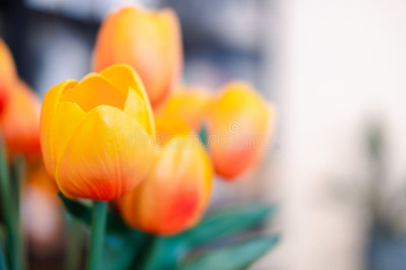 Realistic orange tulips stock image. Image of gardening - 356703867