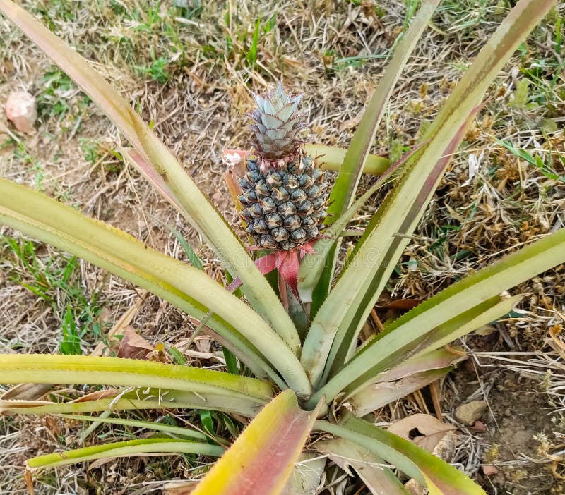 Realistic and Organic Pineapple Plantation Stock Photo - Image of ...