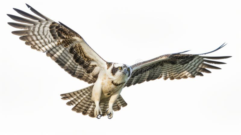 Realistic Osprey in Flight: Uhd Image with White Background Stock ...