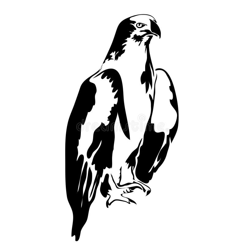 Realistic Outline Hawk Vector Illustration. Stock Vector - Illustration ...
