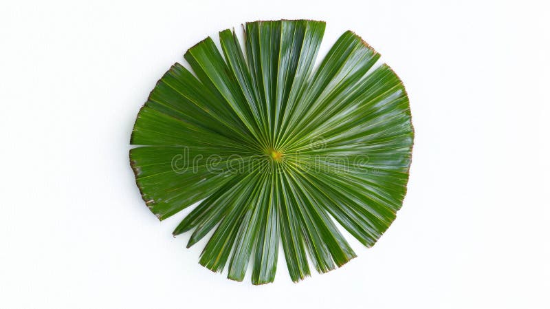 Realistic Palm Leaf with Frayed Edge for Nature Design and Botanical ...